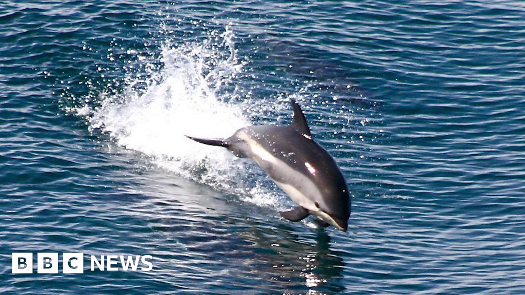 Scientists lending an ear to protect dolphin species