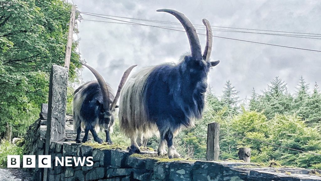 Llanberis mountain goats devour beauty spot gardens - BBC News