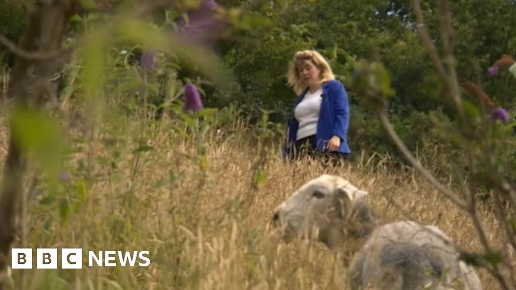 Lewes MP Maria Caulfield doubles up as urban shepherd - BBC News