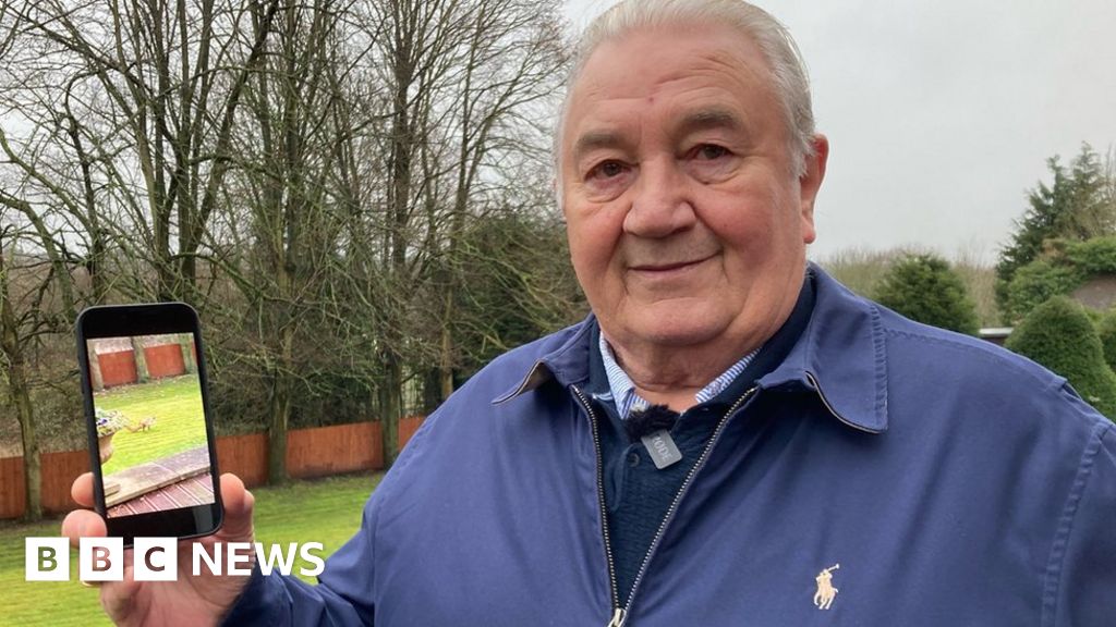 Two-legged fox: Wildlife fan awaits nimble creature's return - BBC News