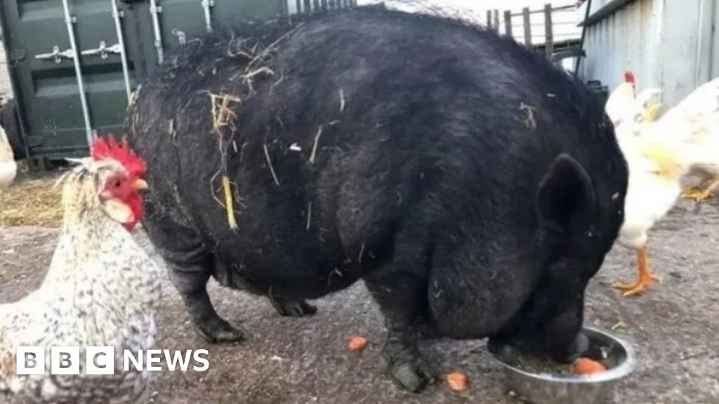 Pig fed junk food for seven years in small flat - BBC News