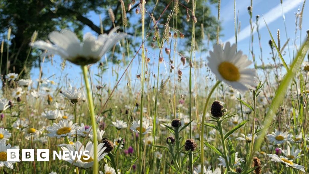 Mendips meadow restoration aims to boost biodiversity - BBC News