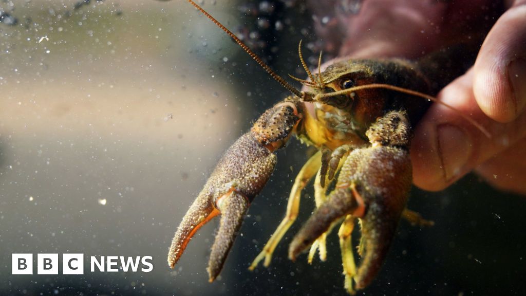Northumberland site provides safe place for crayfish