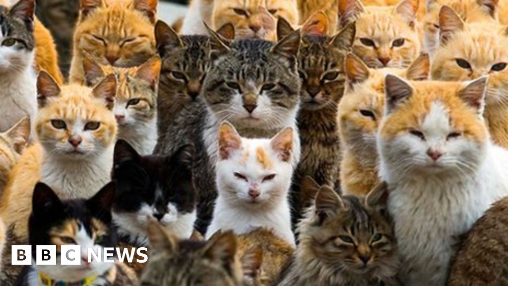 Wales first ever 'Manifesto for Cats has been launched - BBC News