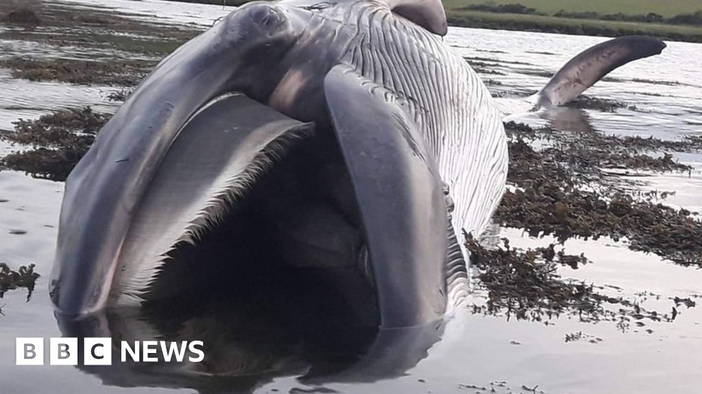 Whale washes up in Donegal estuary