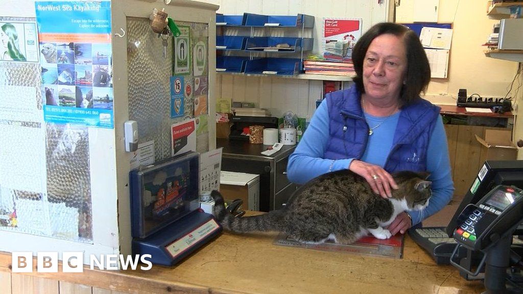Purr-cel force: The rude post office cat with global fan base - BBC News