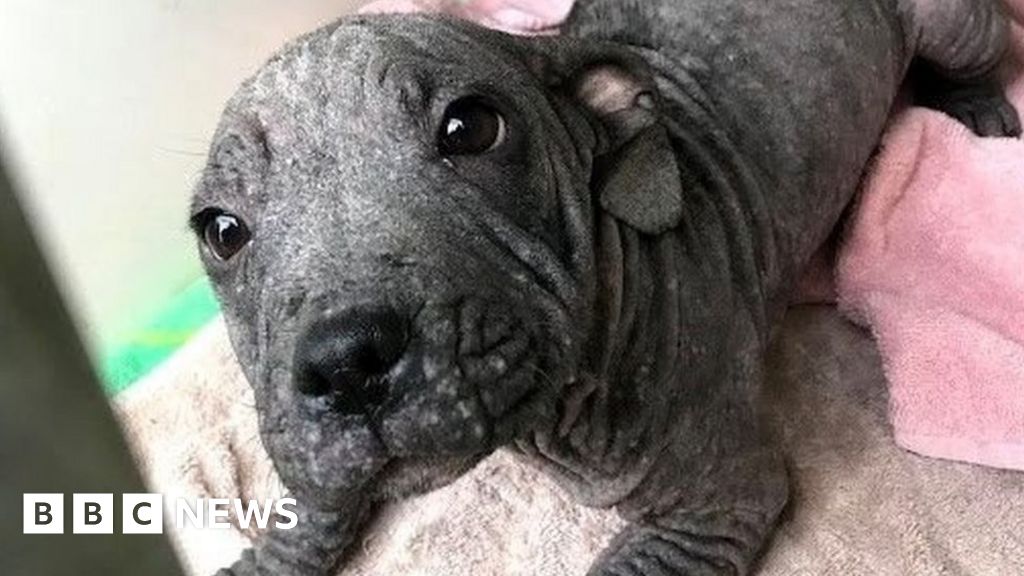 Bald Newcastle dog which looked like a seal makes recovery - BBC News