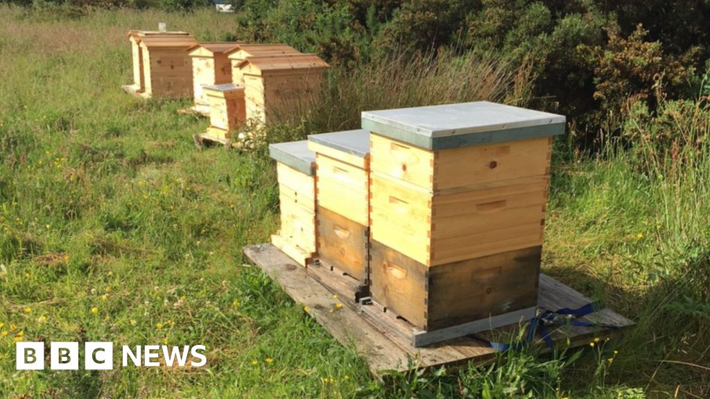 Vandalism puts thousands of bees at risk of starvation - BBC News
