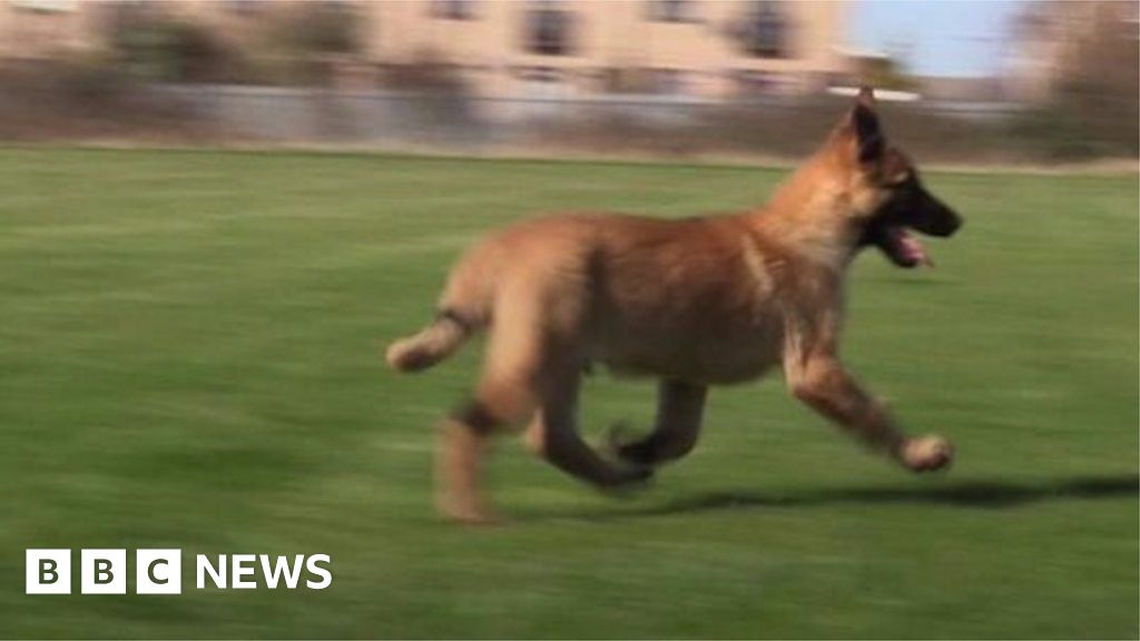'Puppy' the police dog joins unit's new recruits - BBC News