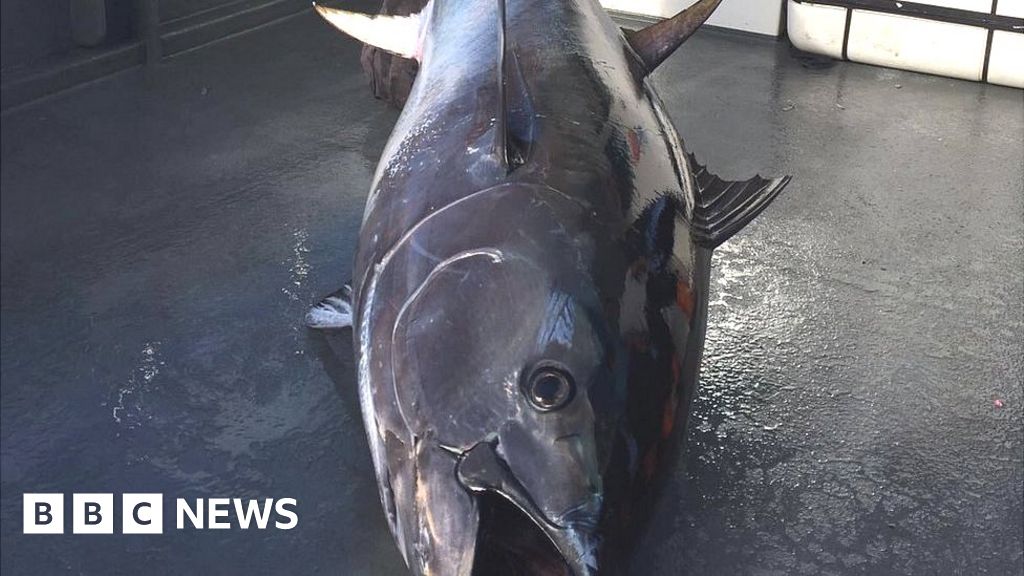 'Monster' tuna hauled by Neyland boat is 'catch of lifetime' - BBC News
