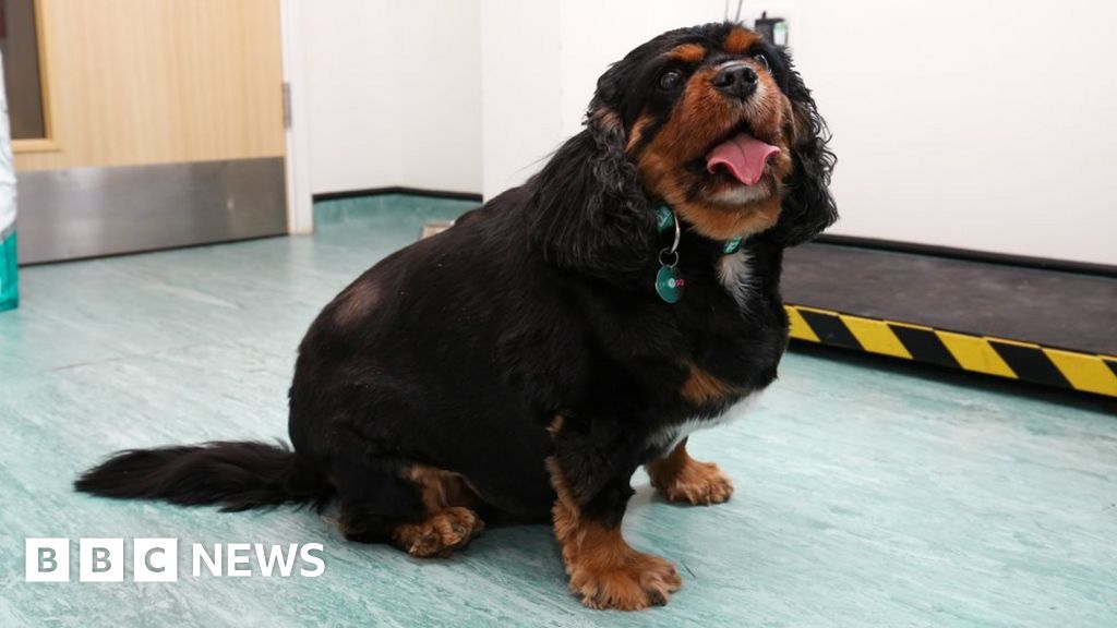 Pet dog Oscar wins PDSA slimmer award - BBC News