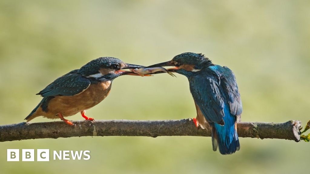 Tophill Low nature reserve fully reopens after three years - BBC News