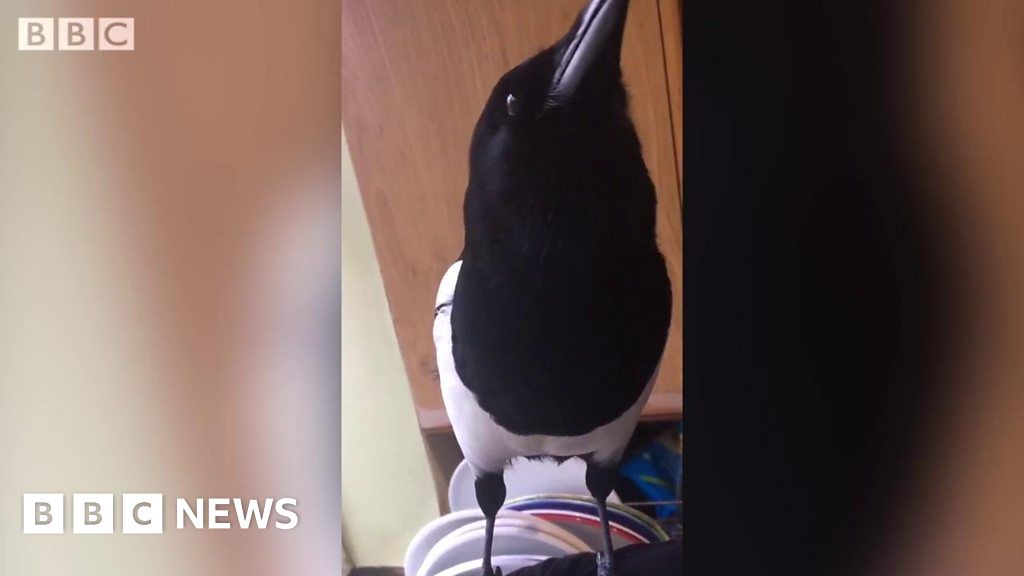 The magpie that says 'Merry Christmas'