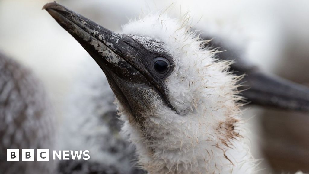 Western Isles guga hunt cancelled due to bird flu outbreak - BBC News