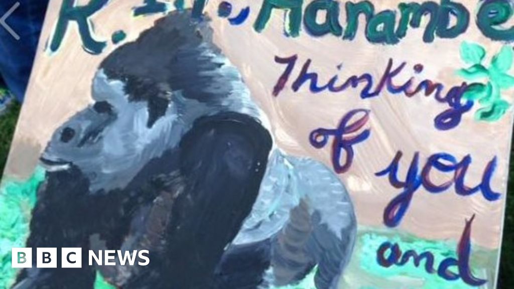 Justice for Harambe: Mother harassed online after gorilla shot dead ...