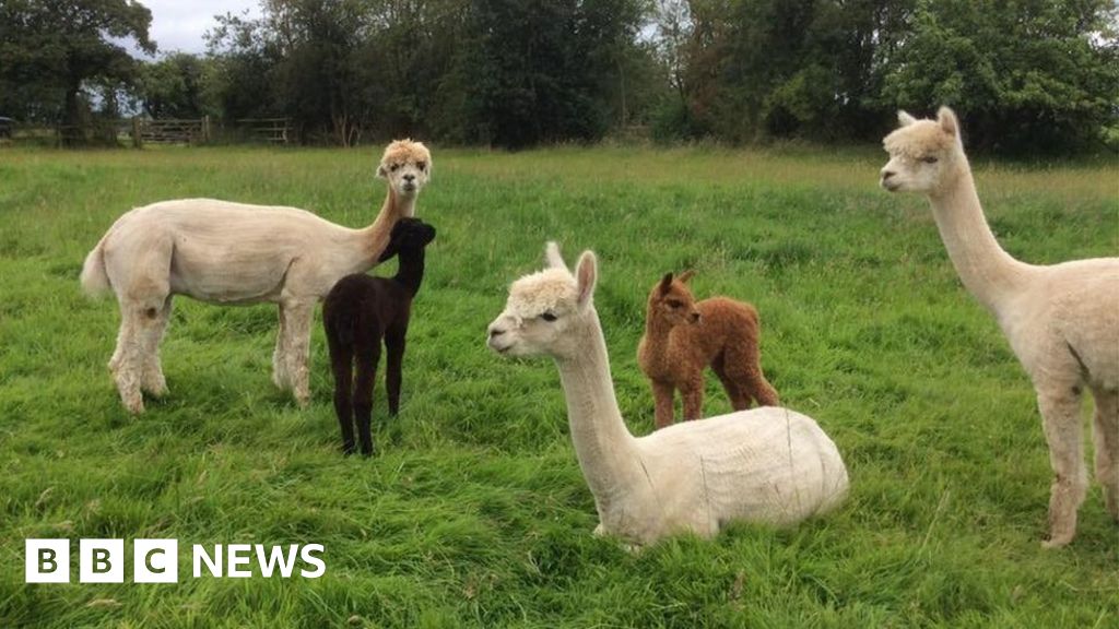 Alpacas 'viciously attacked' by hunt hounds - BBC News
