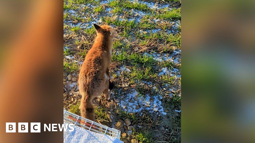 Wiltshire fox released back into the wild after pit rescue