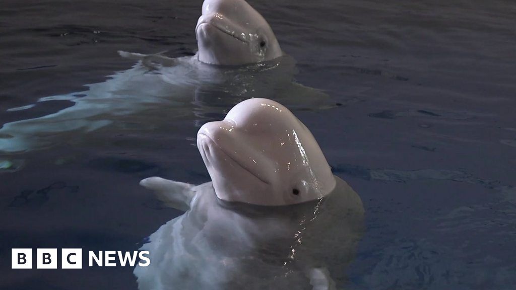 ICYMI: From a whale's wonderland to a super-sized snake - BBC News