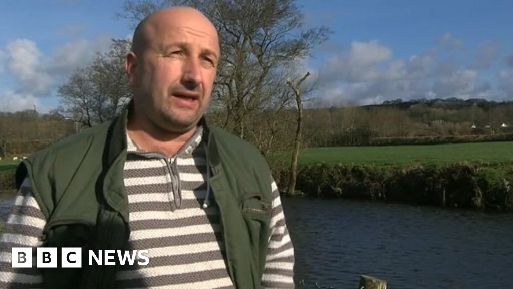 Hundreds of River Gwili fish killed by pollution, NRW says - BBC News