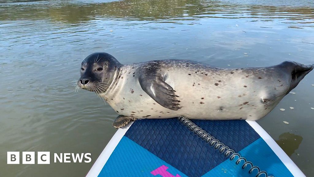 Seal of approval: Gavin the seal makes a splash - BBC News