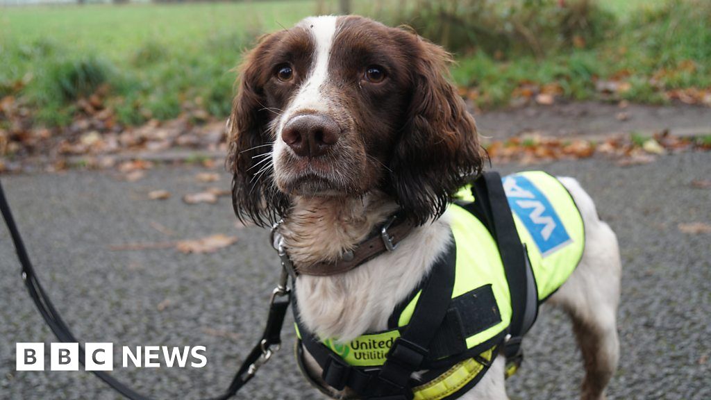 Denzel: The sniffer dog that detects water leaks - BBC News