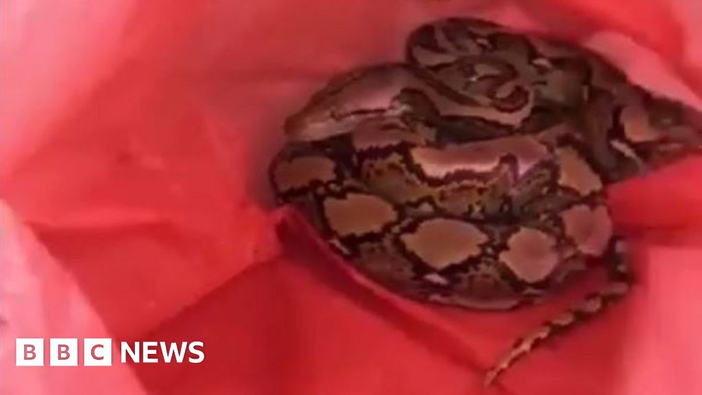 Giant python caught in Singapore home with plastic bag