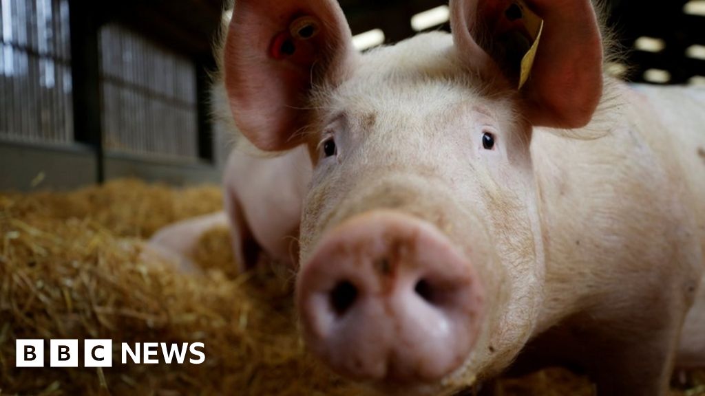 Four men arrested in Leicestershire pig slaughter investigation - BBC News