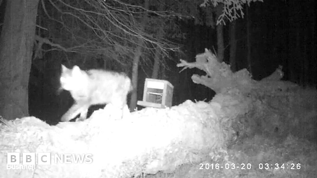 Night shots capture Scottish wildcat - BBC News