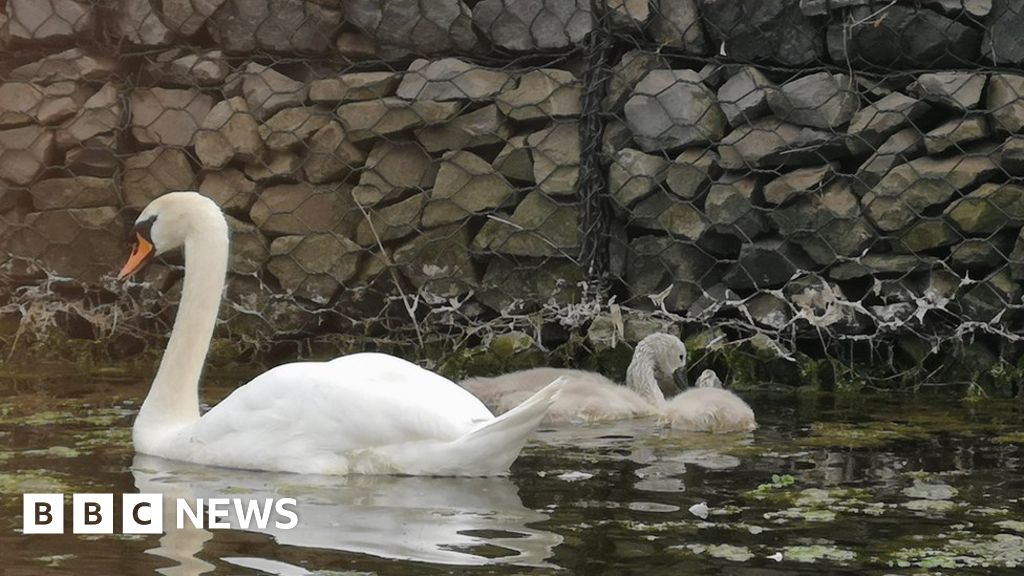 'Traumatic' scenes as swan kills 20 others in Pembroke - BBC News