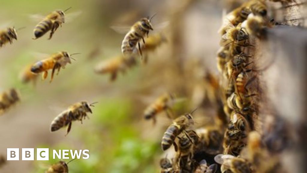 EU member states support near-total neonicotinoids ban - BBC News