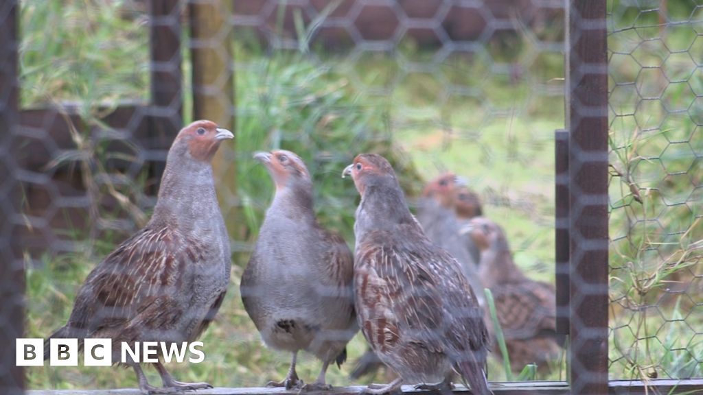 Childhood memory inspires return of grey partridge to NI - BBC News