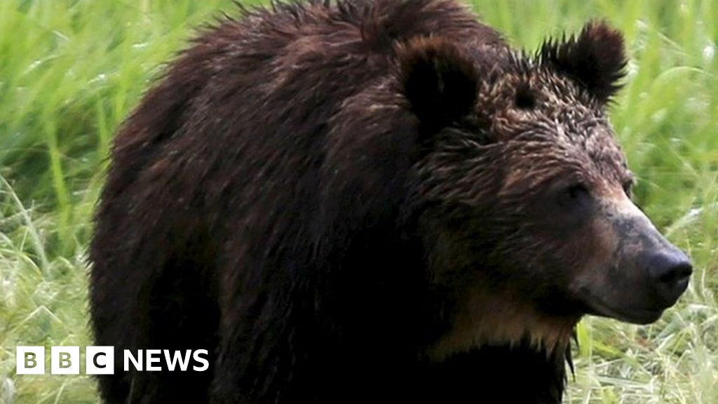 Yellowstone National Park: Boy, 10, survives grizzly bear attack