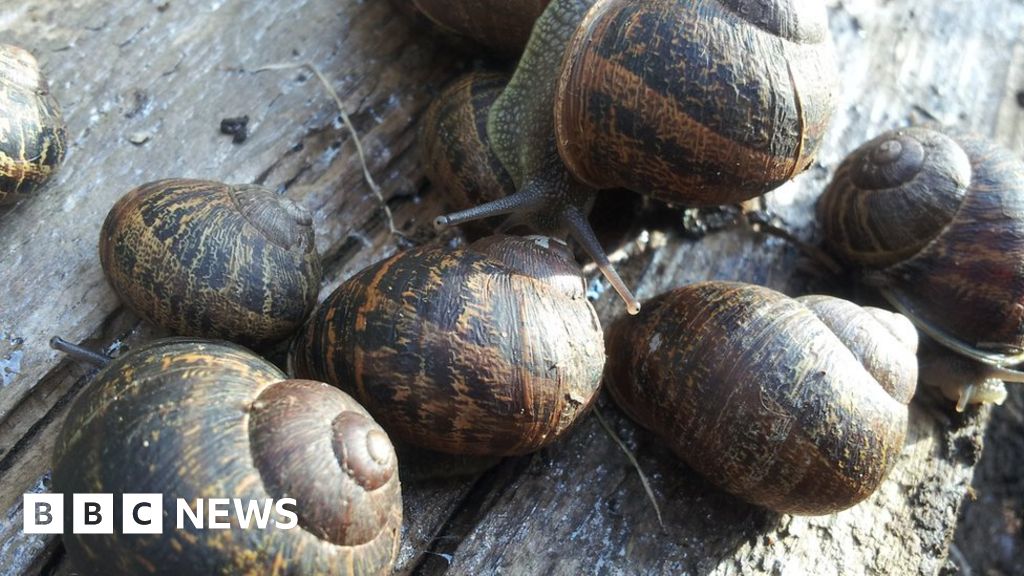 Bradford: Snail farms used to avoid business rates - BBC News