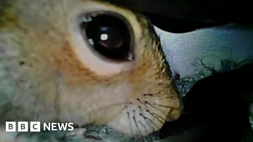 Squirrel stuck in dashboard rescued by firefighters - BBC News