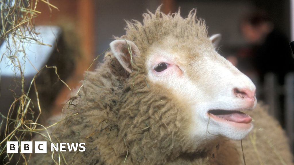 Twenty years on from Dolly the sheep - BBC News