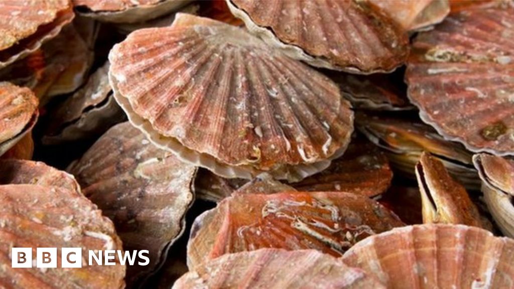 New scallop conservation measures announced in Scotland - BBC News