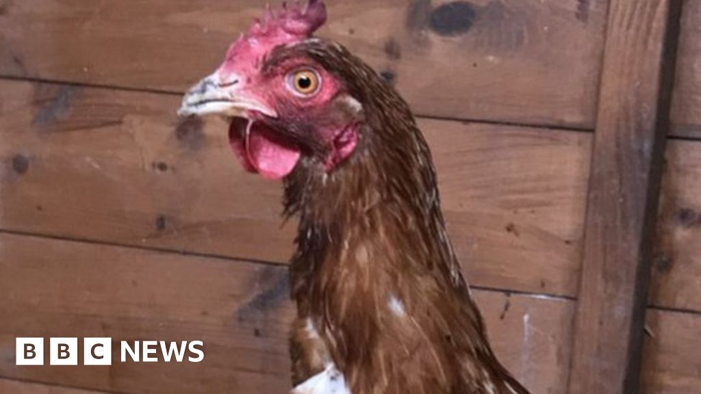 Real-life 'Chicken Run' for stowaway hen using lorry