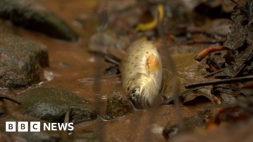 Renewables company fined for fish kill