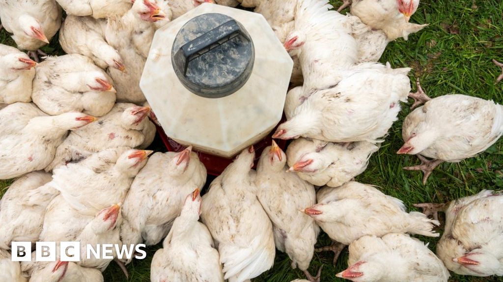 Jersey bird flu restrictions could stay until spring 2023