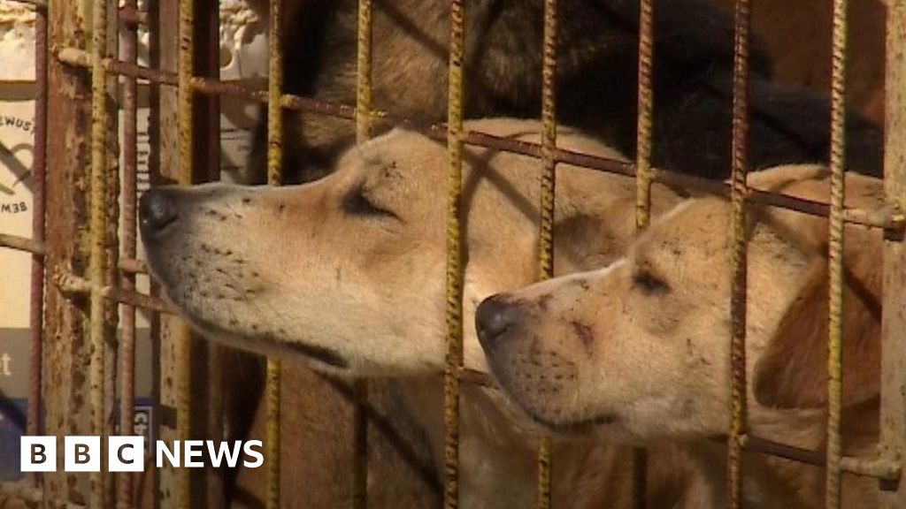 Meet the woman saving dogs from Romanian 'kill centres'