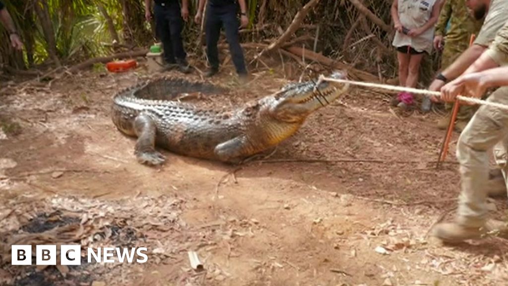 Australian police capture cattle-eating crocodile - BBC News