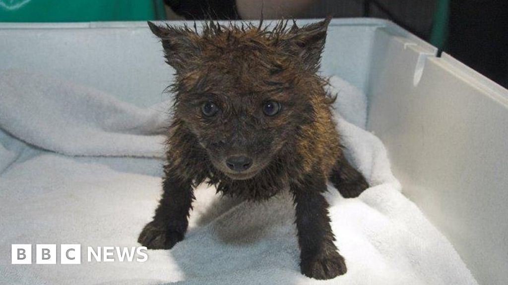 A fox cub covered in petrol and mud is found in a skip - BBC News
