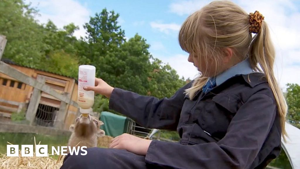 Meet the pupils breeding lambs at Woodchurch High School Farm - BBC News