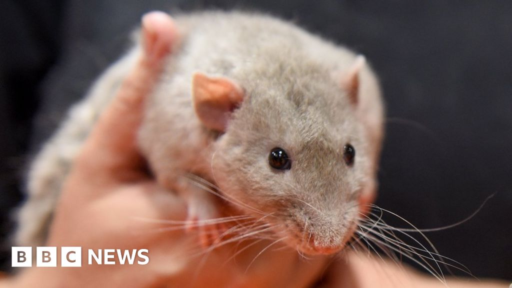 Abingdon woman died from 'rat bite fever' - BBC News