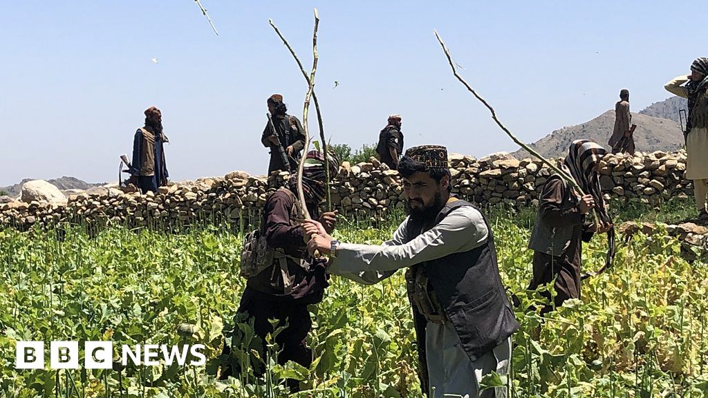 Watch: Taliban razing an opium poppy field to the ground - BBC News