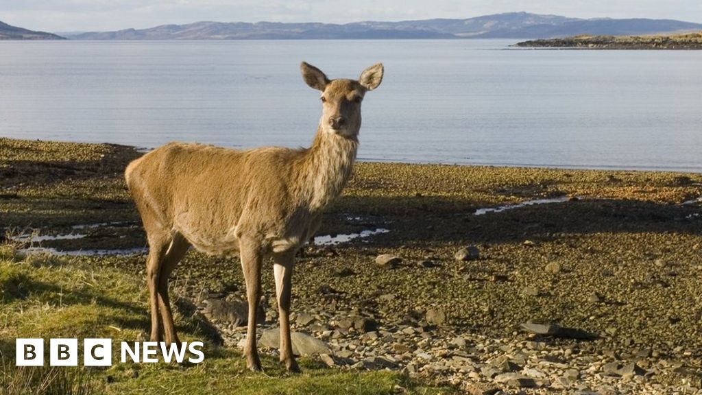 'Mystery voyage' of Scottish islands' red deer - BBC News