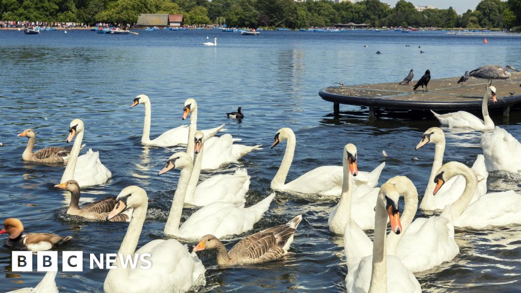 Bird flu: More than 30 birds found dead in London's Royal Parks - BBC News