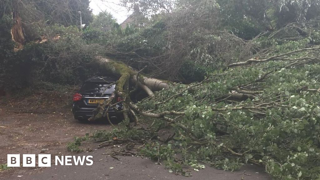 Cardiff tree fall: 'Lucky' nobody hurt as car crushed