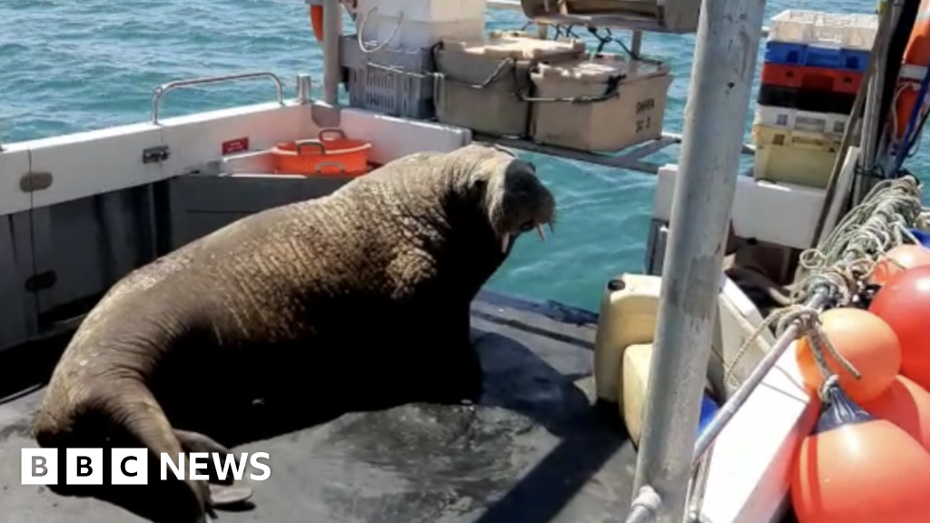 Wally the Walrus takes a nap on Isles of Scilly fishing boat - BBC News