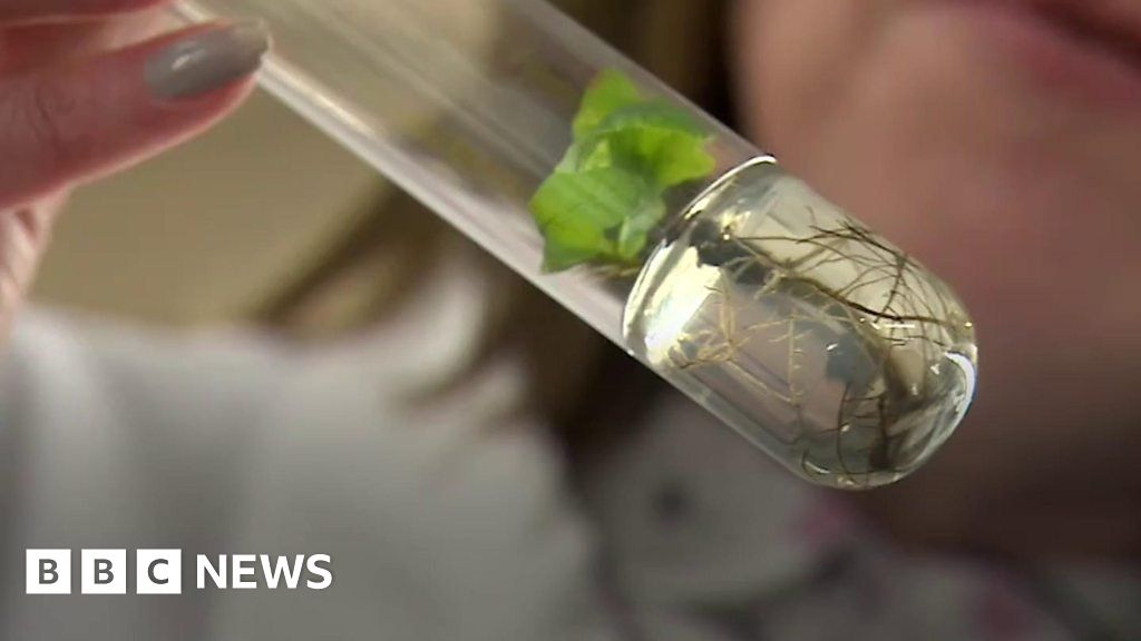 How to save trees from extinction - BBC News